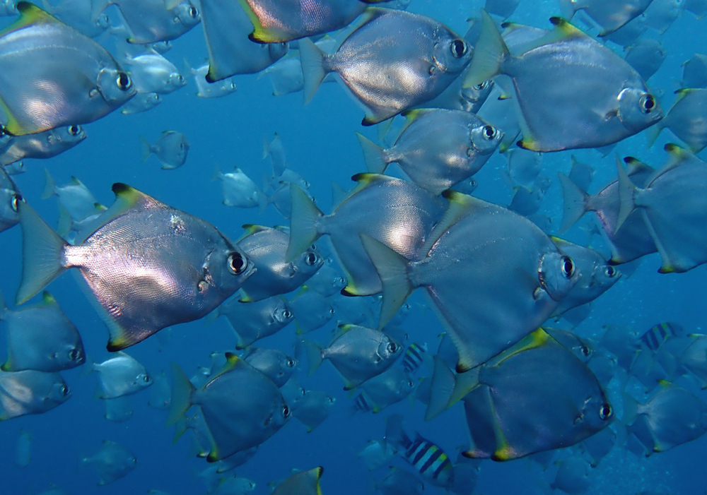 Diamondfish from Sunshine Coast QLD, Australia on December 22, 2023 at ...