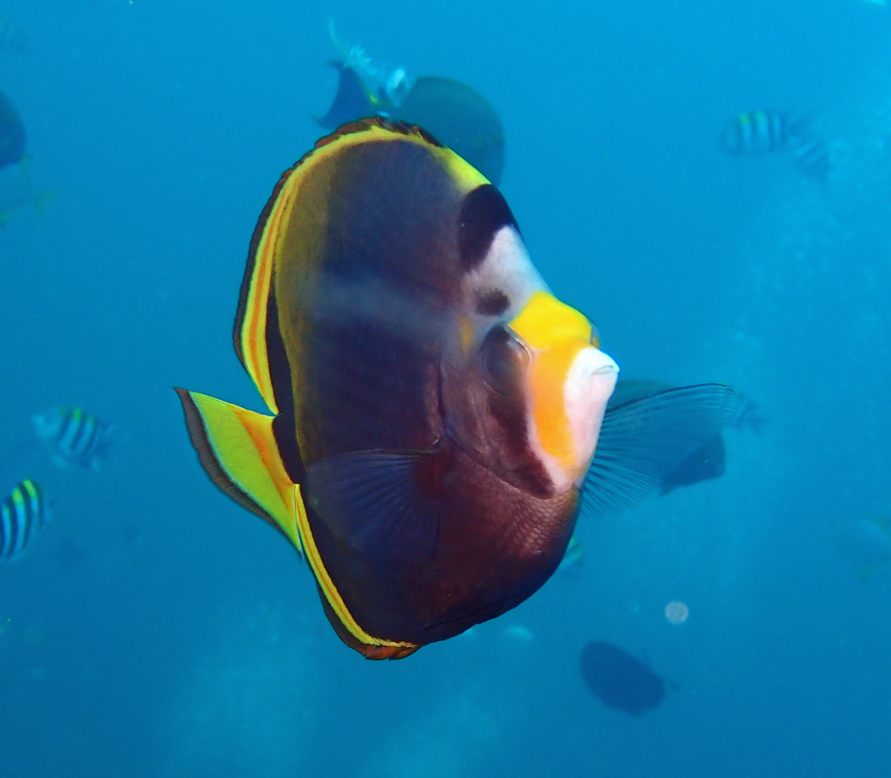 Dusky Butterflyfish from Sunshine Coast QLD, Australia on December 22 ...
