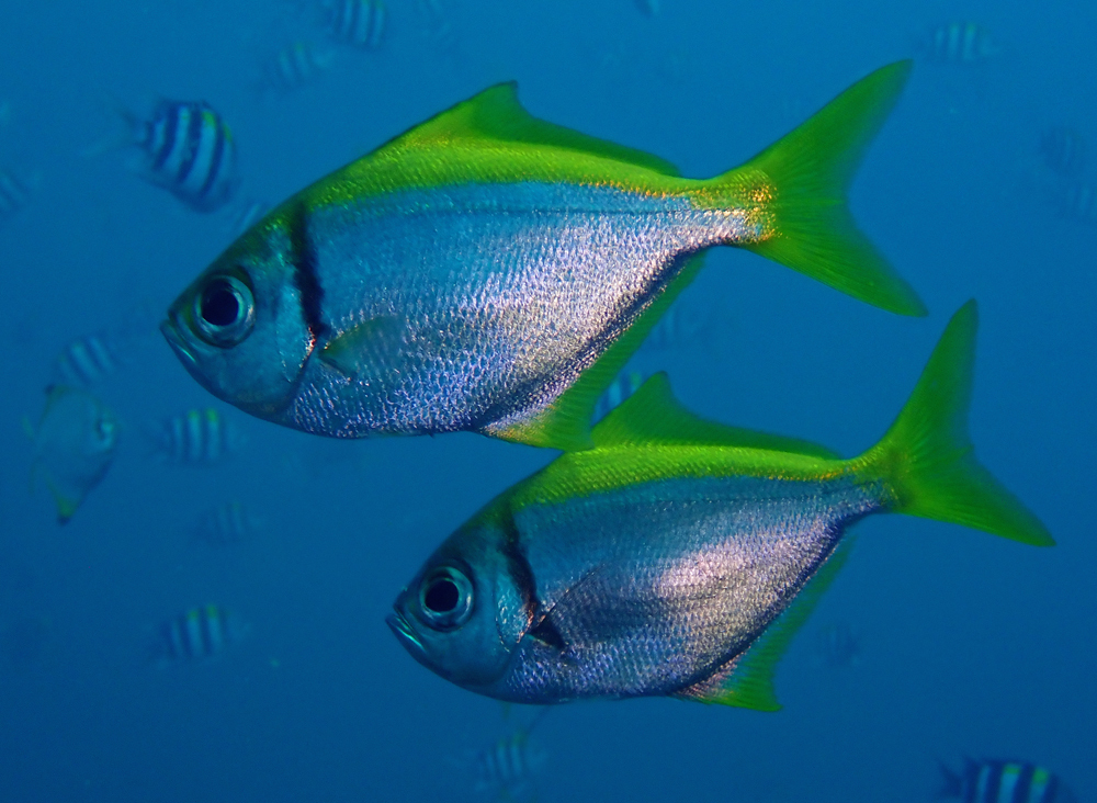 Eastern Pomfred from Sunshine Coast QLD, Australia on December 22, 2023 ...