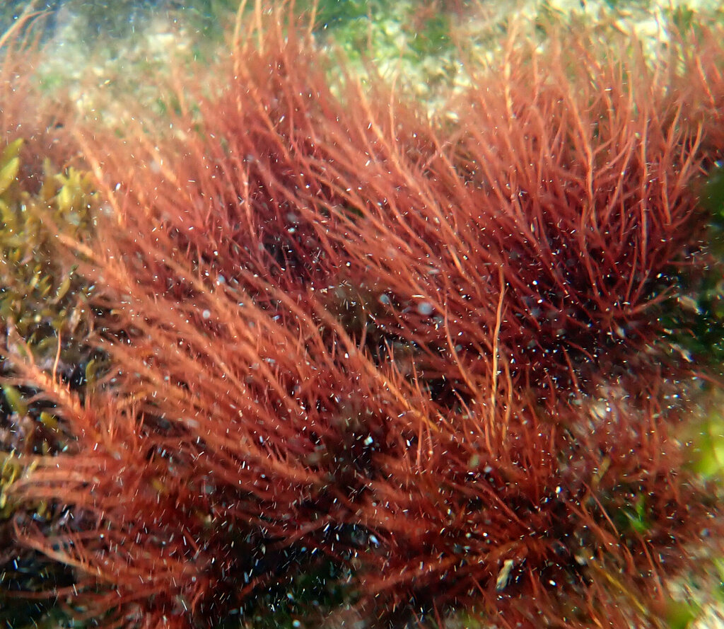 true red algae from Fraser Reef Rd, Iluka NSW 2466, Australia on ...