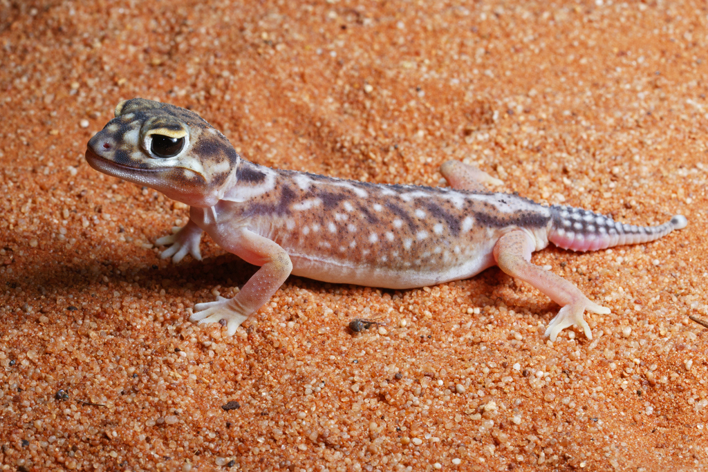 Pernatty Knob-tailed Gecko in December 2023 by Owen Lishmund · iNaturalist