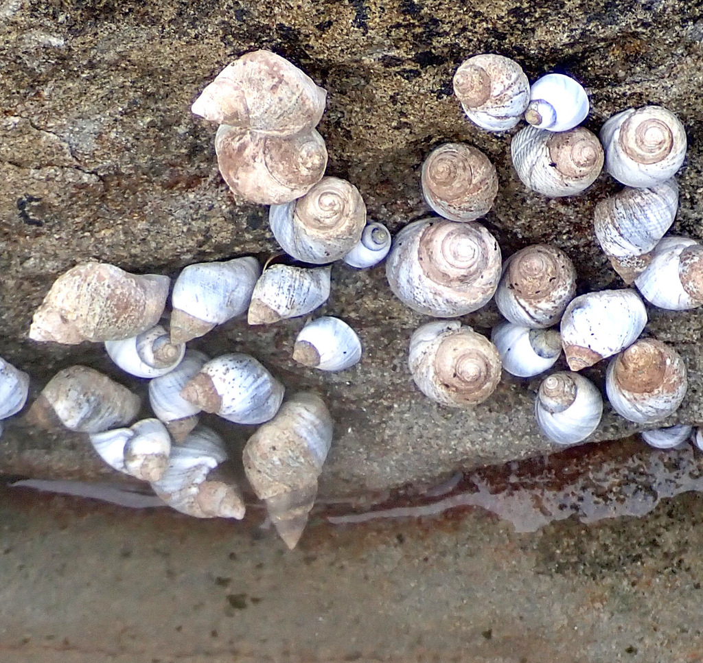 Little Blue Periwinkle from Fraser Reef Rd, Iluka NSW 2466, Australia ...