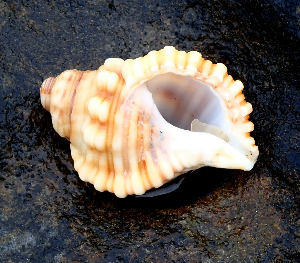Spengler's Trumpet Snail from Fraser Reef Rd, Iluka NSW 2466, Australia ...