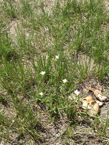 Field Chickweed (Sycamore Island - Species Guide) · iNaturalist