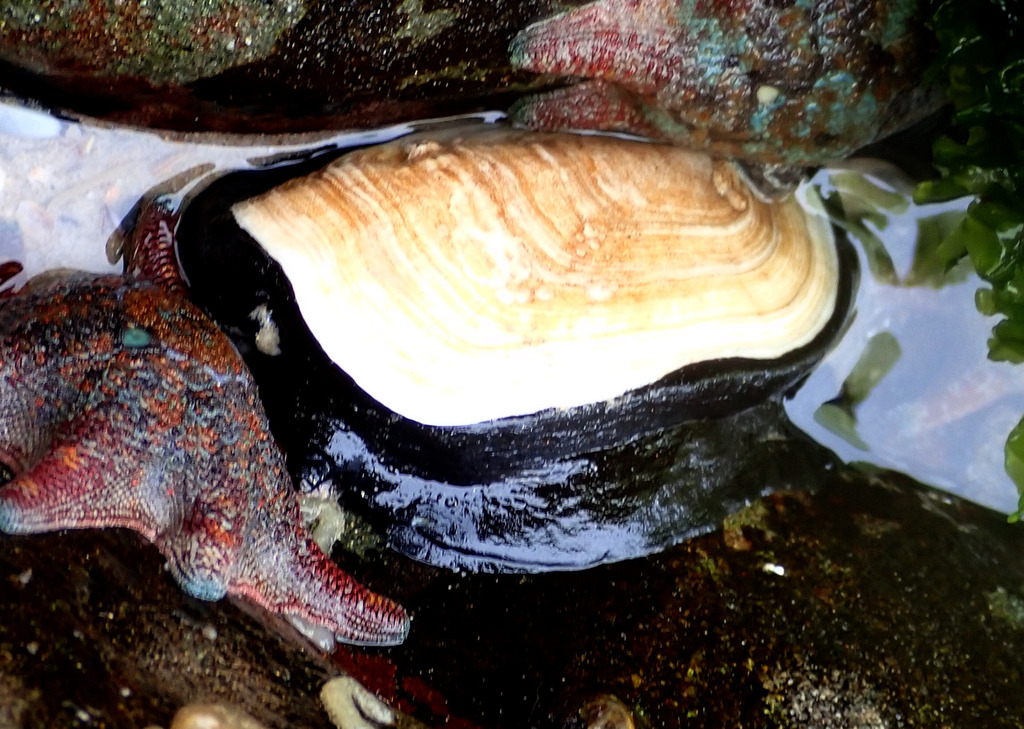 Elephant Snail from Fraser Reef Rd, Iluka NSW 2466, Australia on ...