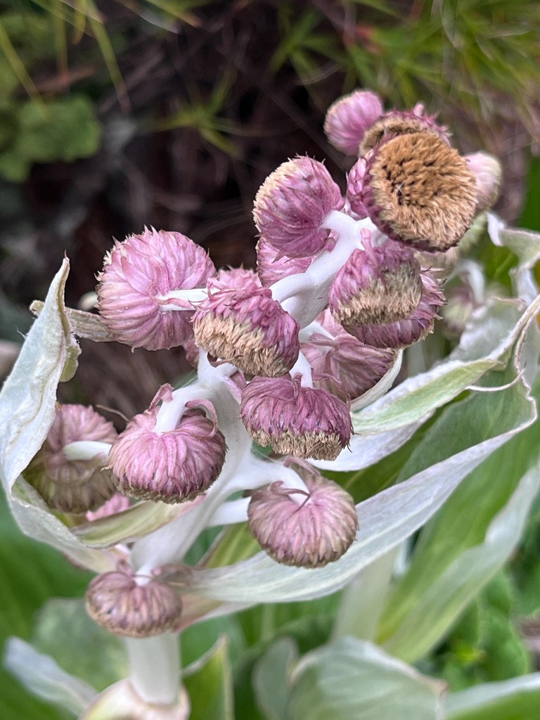 Pleurophyllum hookeri in December 2023 by Dan Harville · iNaturalist