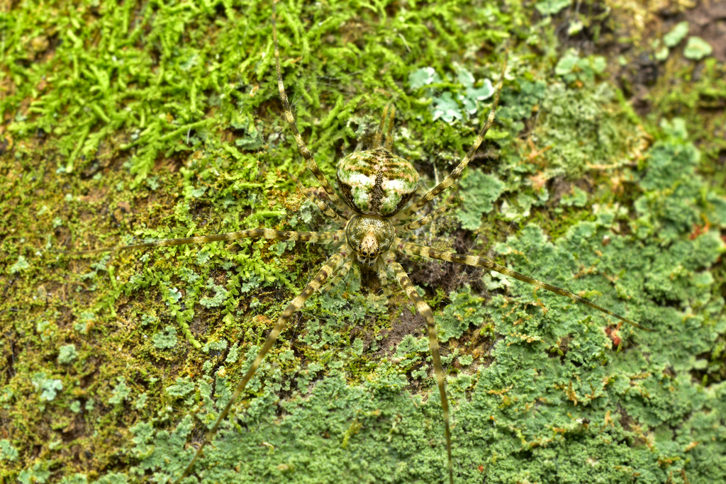 Neotama from San José, Atenas, Purires, Costa Rica on December 20, 2023 ...