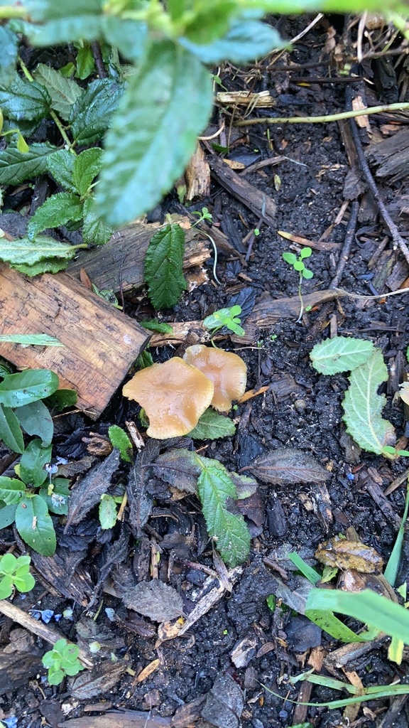 Wavy Cap in December 2023 by Richard Paglione · iNaturalist