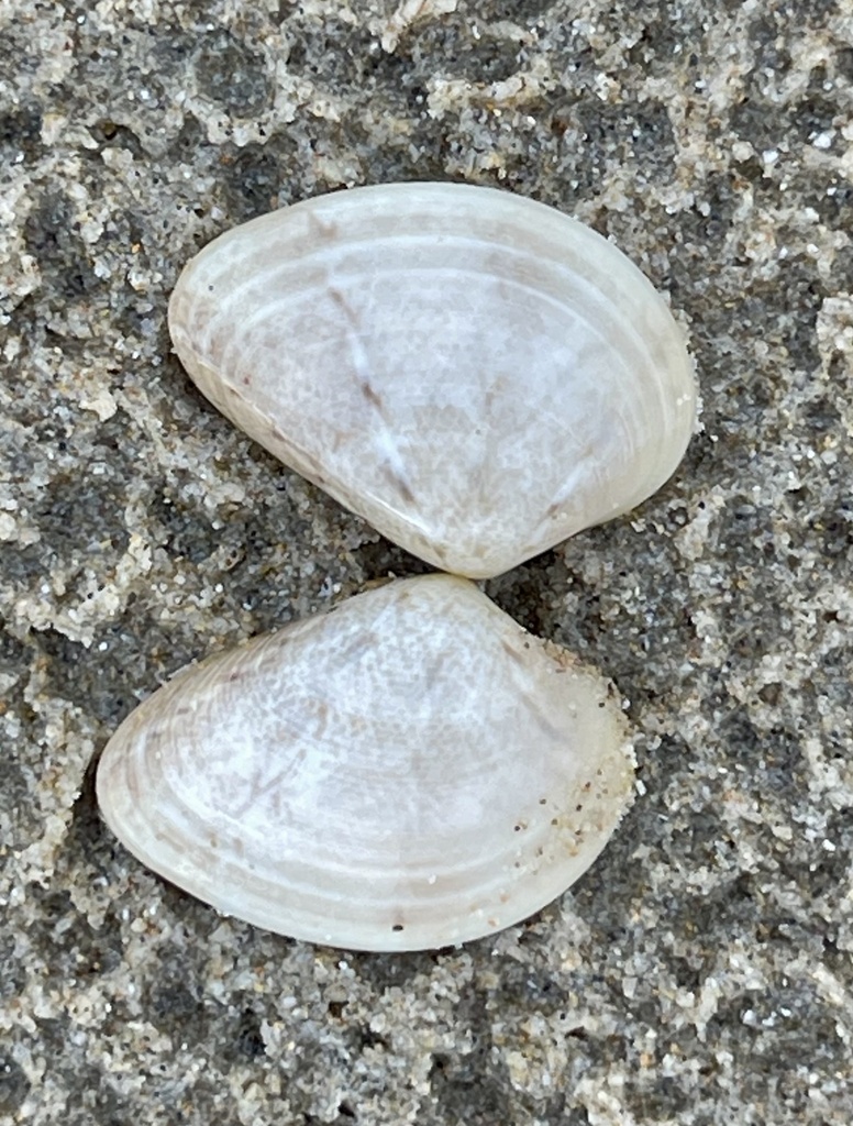 Smoke cockle from Woolgoolga Creek, Safety Beach, NSW, AU on December ...