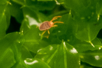 Bryobia in December 2023 by Alan Yoshioka · iNaturalist