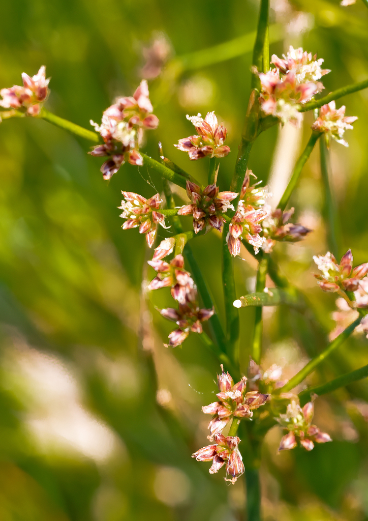 Jointed rush from Main Ridge VIC 3928, Australia on December 23, 2023 ...