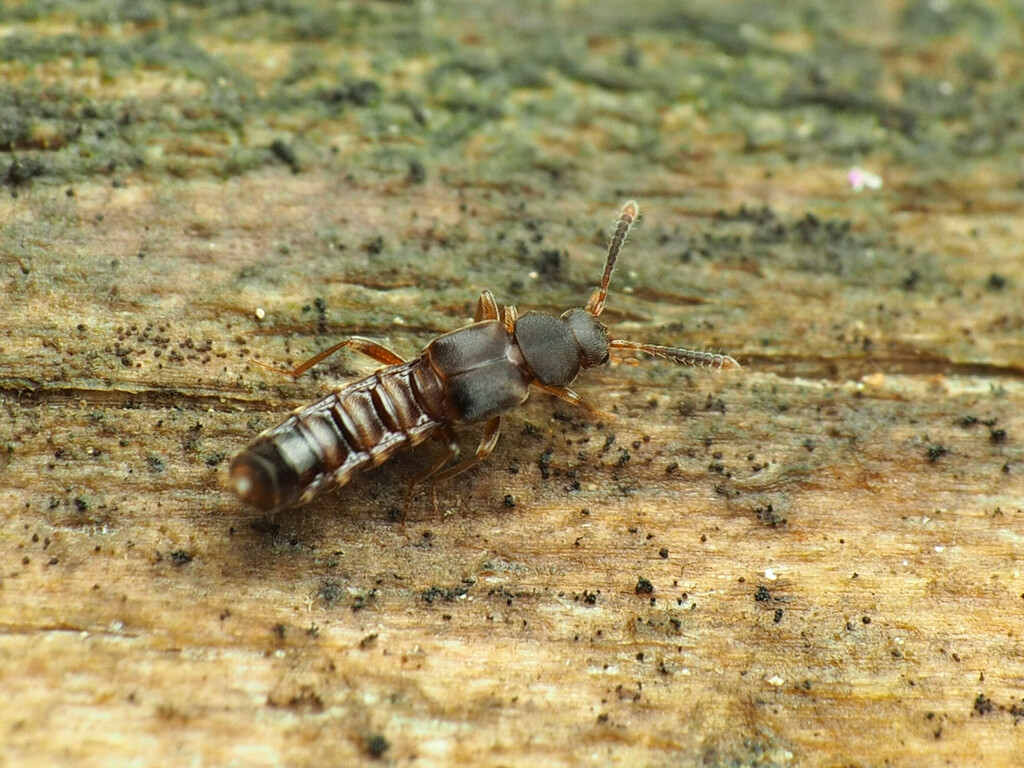 Leptusa from Northwest Washington, Washington, DC, USA on August 19 ...