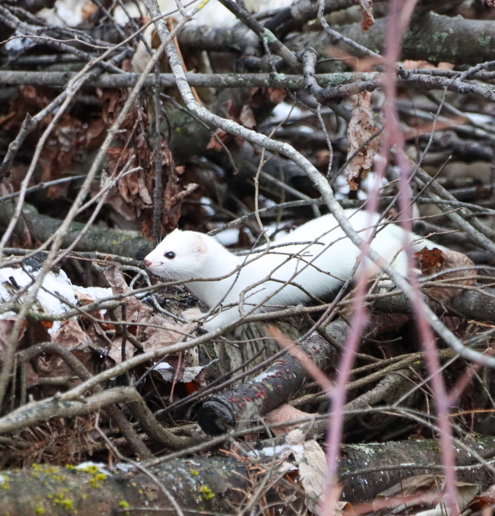 Short-tailed Weasel from Owl Ave, Meadowlands, MN, US on December 22 ...