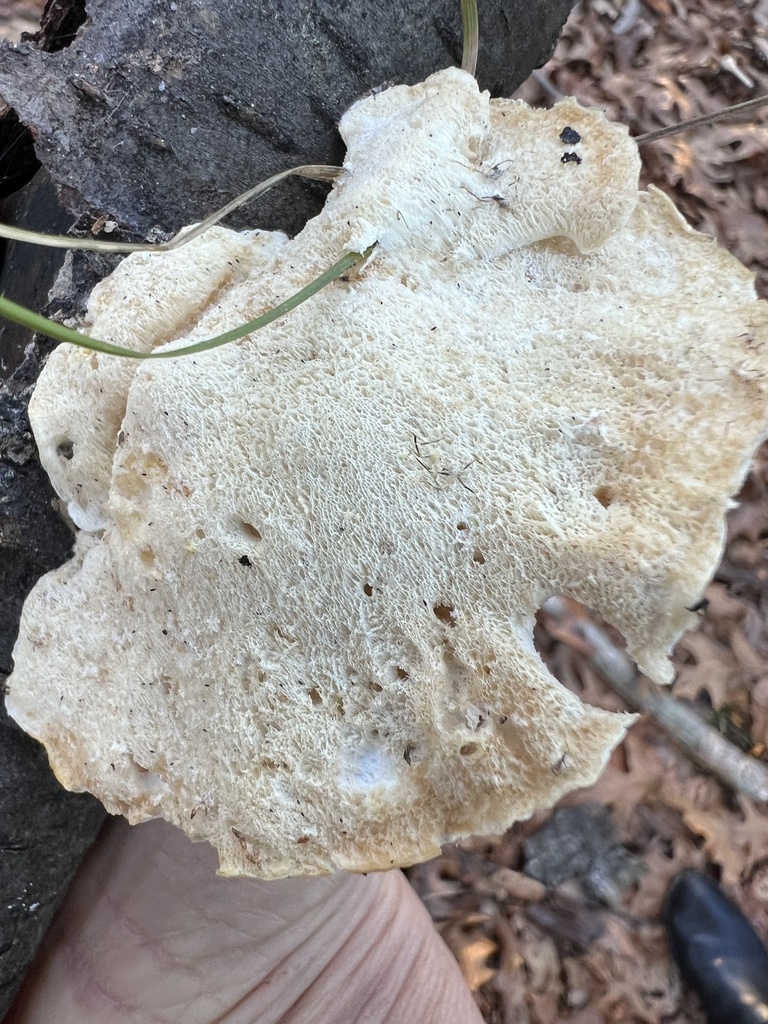 White Cheese Polypore from Cleveland Hill Rd, Brookline, NH, US on ...