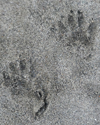 Raccoon Tracks – NatureTracking