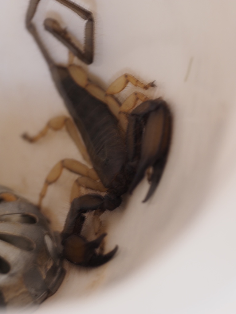 Flat Rock Scorpion from Leokwe camp Mapunbubwe National Park on ...