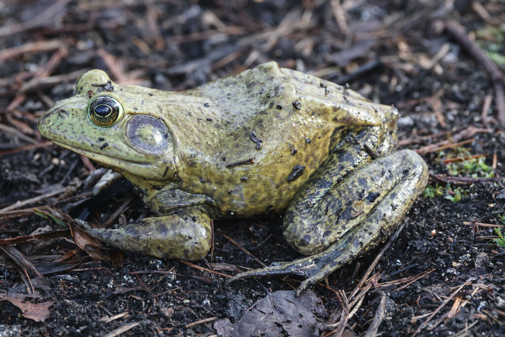 American Bullfrog from Madrona Marsh Preserve Torrance, CA, USA on ...
