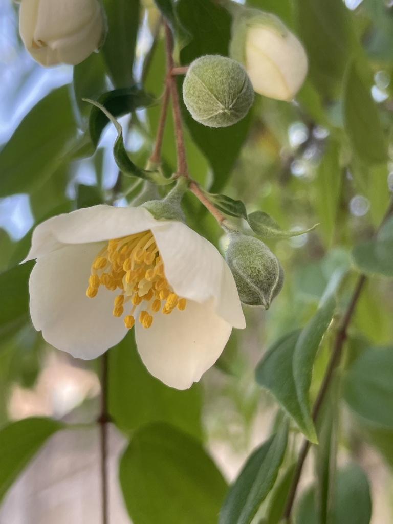 Mexican mock orange from Calle Nueva Tabachín, Cuernavaca, Mor., MX on ...