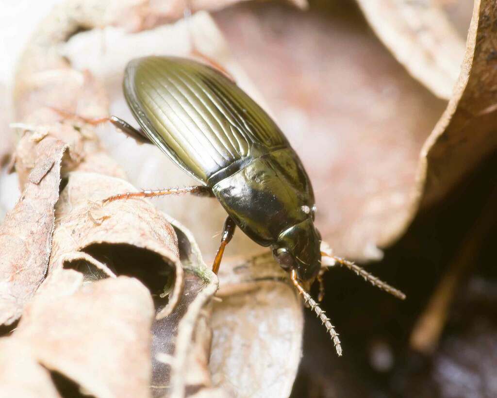 Sun Beetles from St. Roch, New Orleans, LA, USA on March 2, 2019 at 04: ...