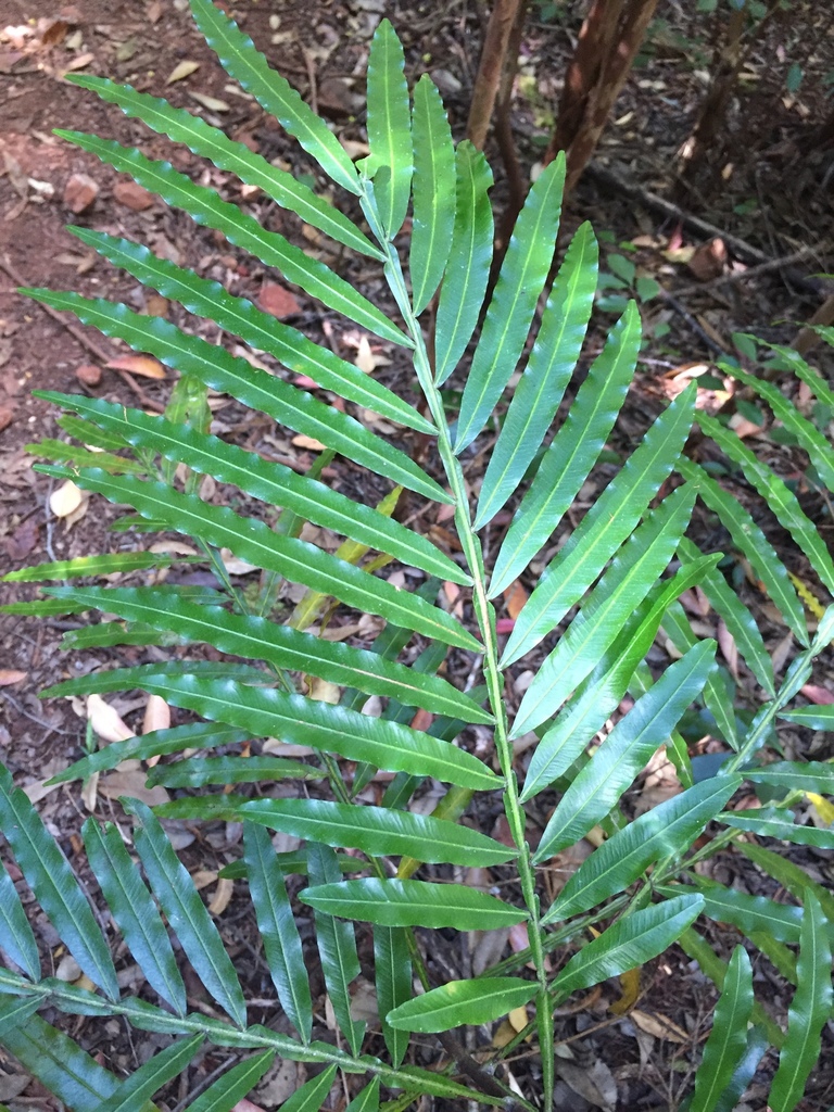 fern tree (Filicium decipiens) - Botanical Realm