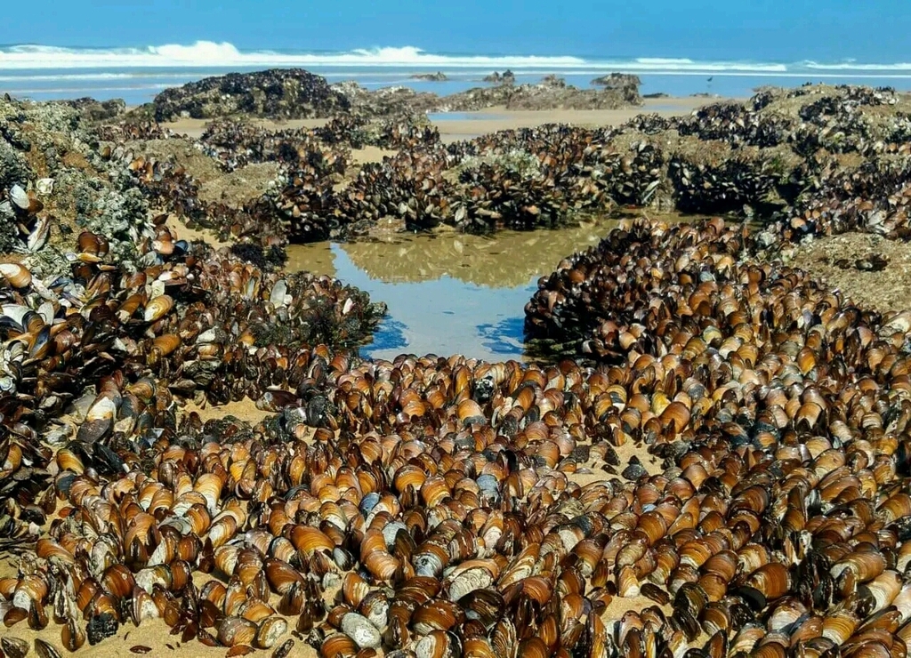 Black Mussels from George Municipality, South Africa on April 14, 2021 ...
