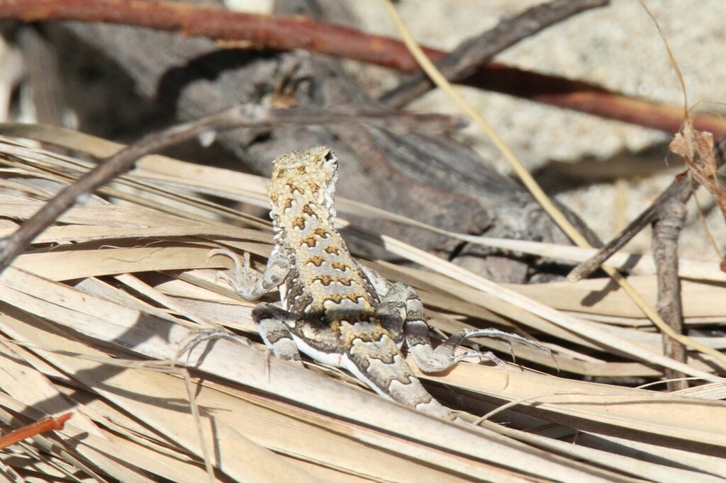 Zebra-tailed Lizard from Los Cabos, BCS, Mexico on December 17, 2023 at ...