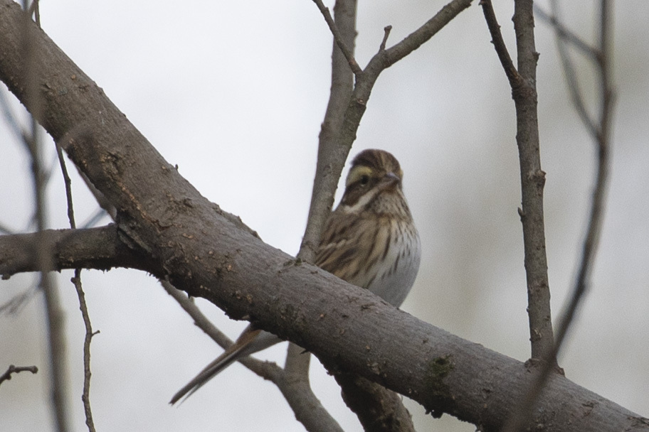 Rustic Bunting in December 2023 by sleepy_aubergine · iNaturalist