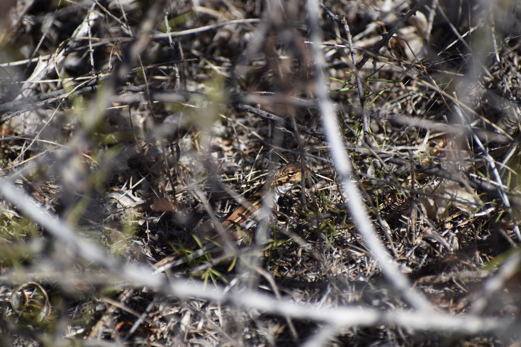 Spotted Dragon from Francois Peron Nat'l Park WA 6537, Australia on ...