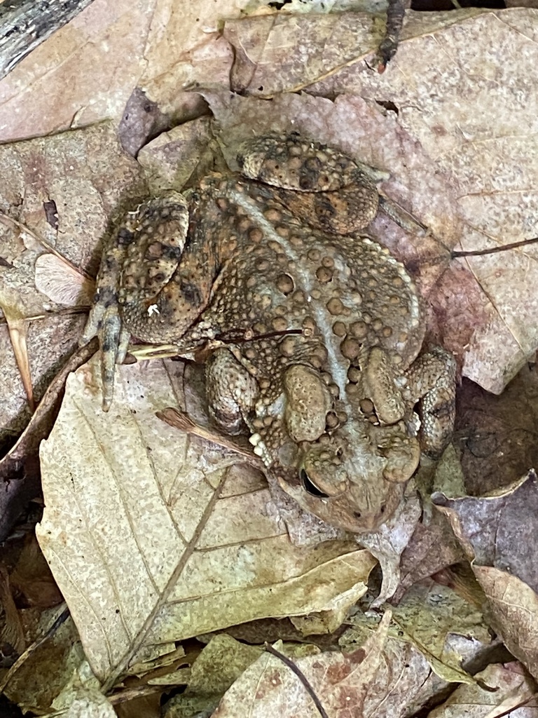 American Toad from The Adirondack Park, Cranberry Lake, NY, US on June ...