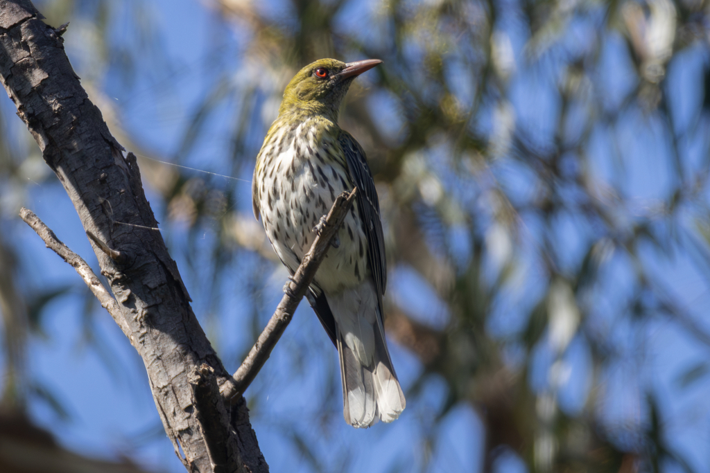 Olive-backed Oriole from Wonga Park VIC 3115, Australia on December 23 ...