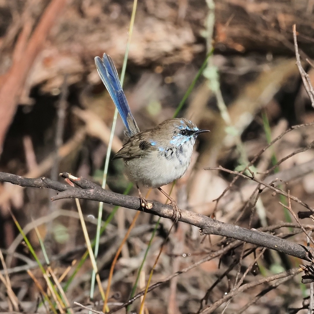 Superb Fairywren from Mount Field TAS 7140, Australia on October 22 ...