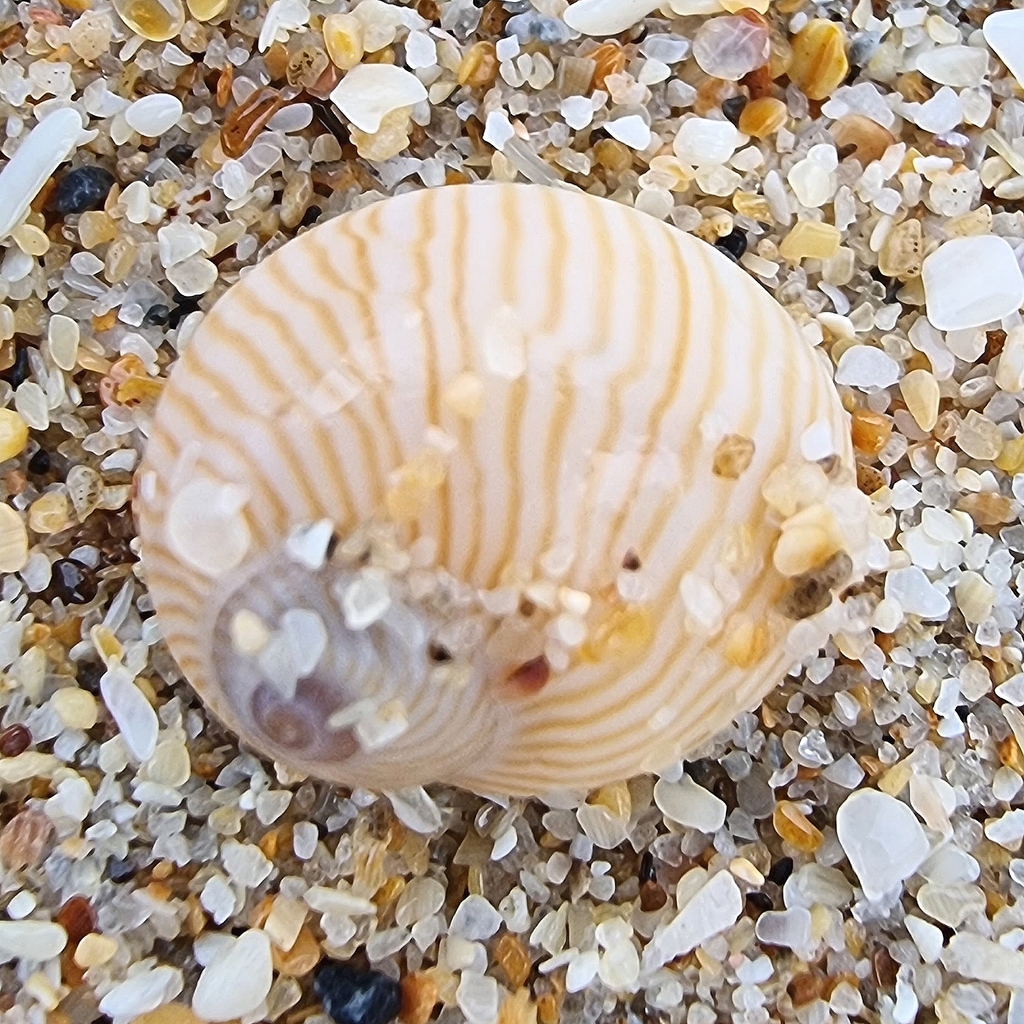 Lined Moon Snail from Malaysia on November 25, 2023 at 04:58 PM by ...
