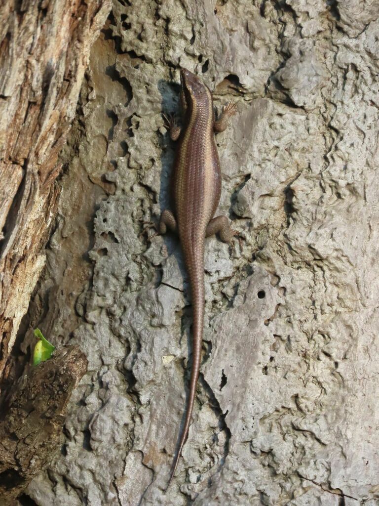 African Striped Skink from Mhlatikop Trail, Malelane, South Africa on ...