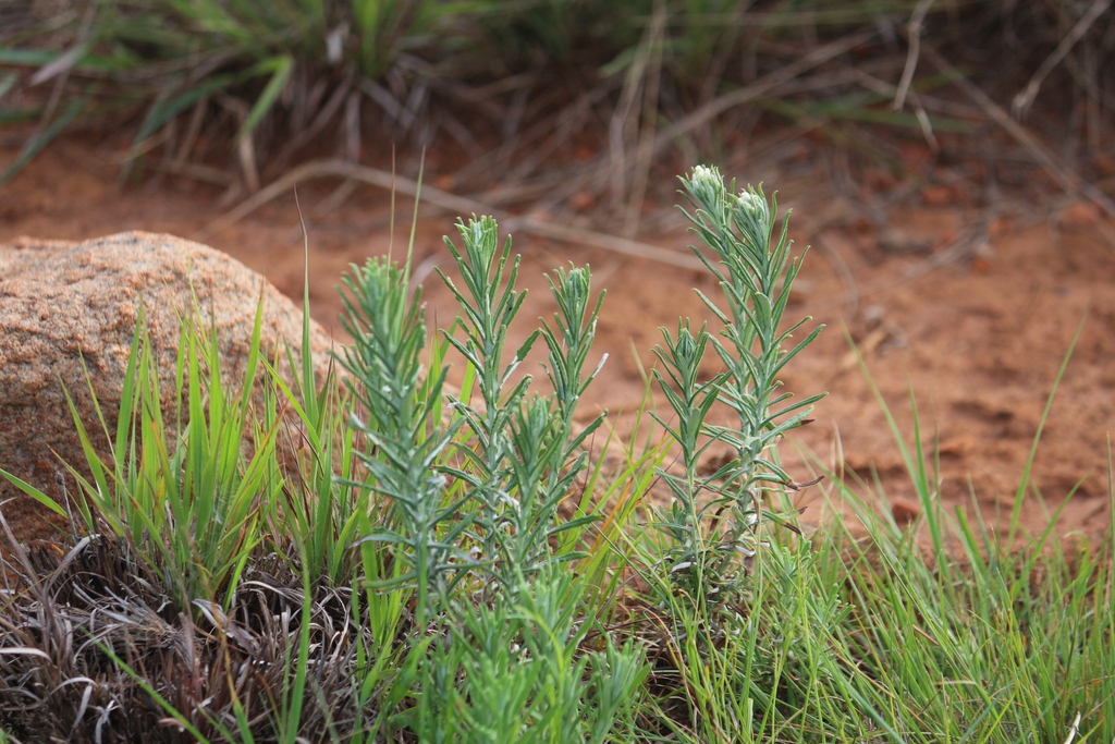white rabbit-tobacco from Carletonville, 2499, South Africa on December ...