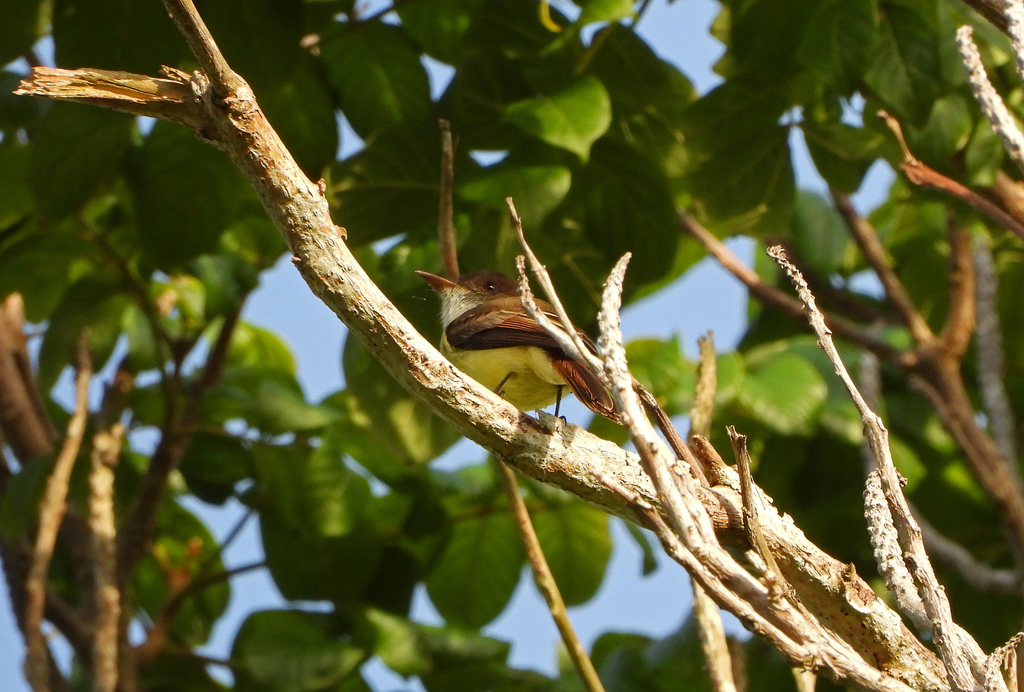 Sad Flycatcher from Ocho Rios, Jamaica on 06 November, 2023 at 01:06 PM ...