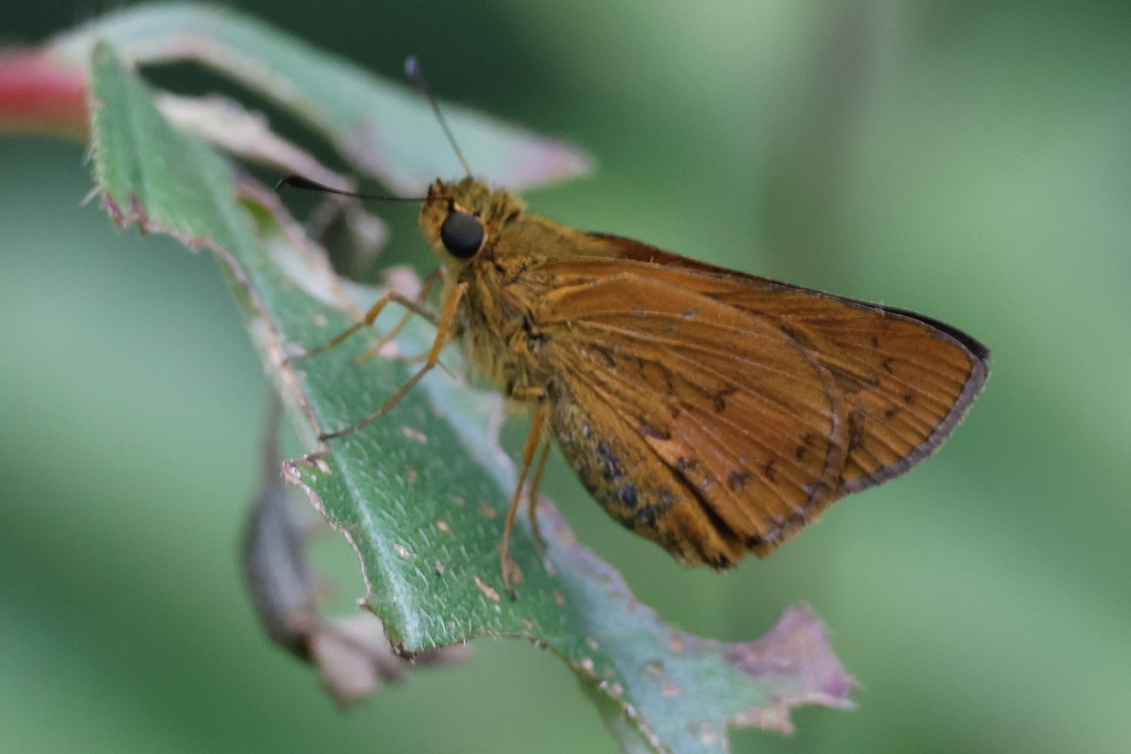 Bright-orange Darter from The Boulders Rd, Babinda, QLD, AU on December ...