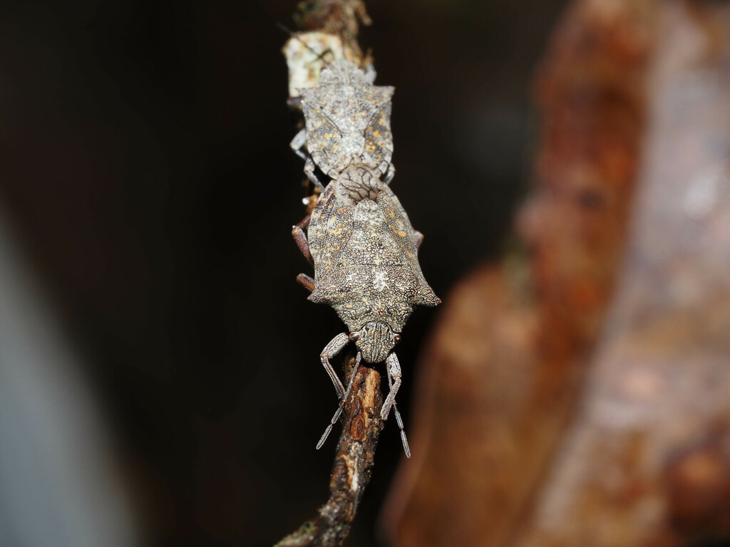 Prionaca from 中国海南省乐东黎族自治县 on July 16, 2023 at 10:52 PM by 吕天朗 ...