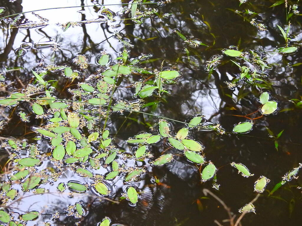 Red Pondweed from Lower farm pond on December 13, 2023 by Trina Smith ...