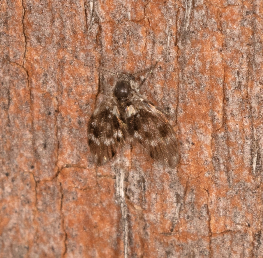 Moth Flies and Sand Flies from Ridgeway TAS 7054, Australia on December ...