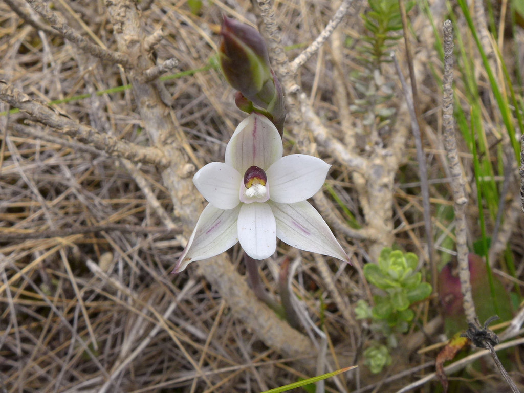 Common Sun Orchid from Awatere Valley 7274, New Zealand on December 22 ...