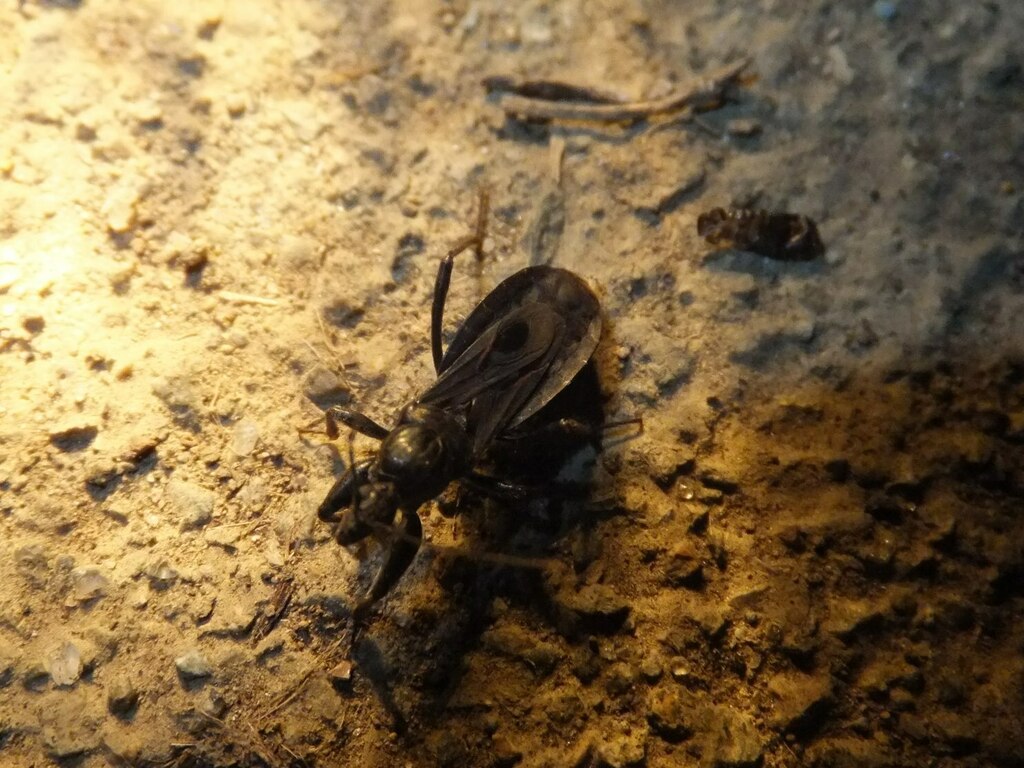 Peirates turpis in July 2013 by hakkahamushi · iNaturalist