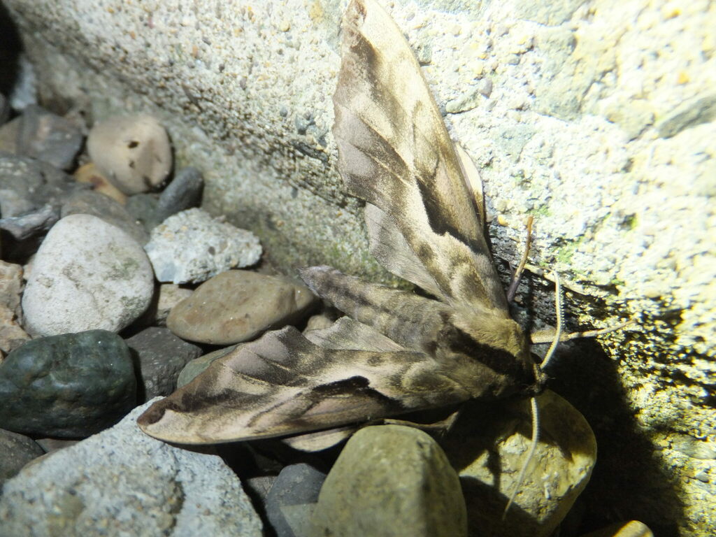 Phyllosphingia dissimilis in July 2013 by hakkahamushi · iNaturalist