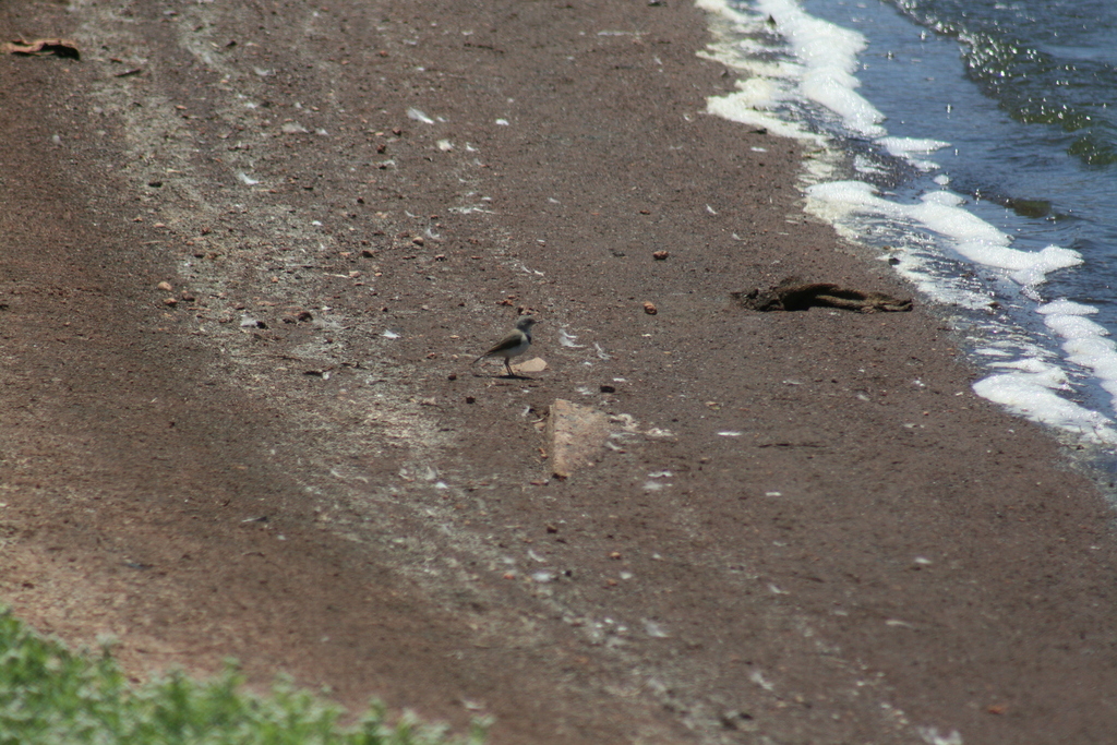 White-fronted Chat from South Boulder WA 6432, Australia on December 23 ...