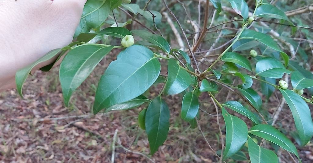 Cheese Tree in December 2023 by KDendle · iNaturalist