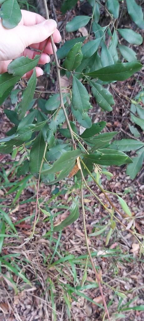 Guioa in December 2023 by KDendle · iNaturalist