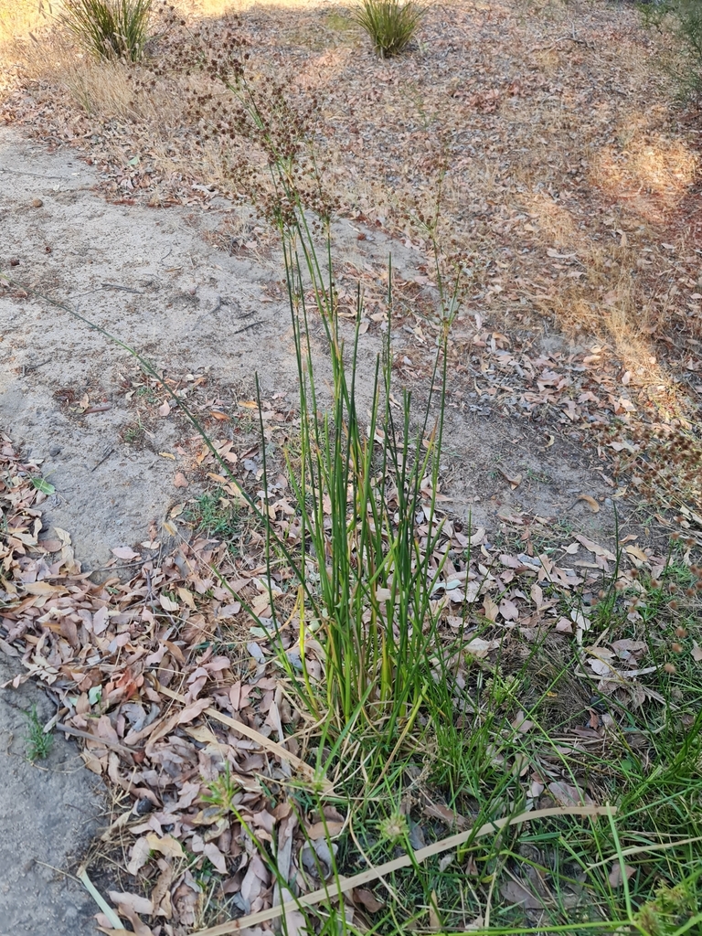 Juncus microcephalus from Swan View WA 6056, Australia on December 23 ...