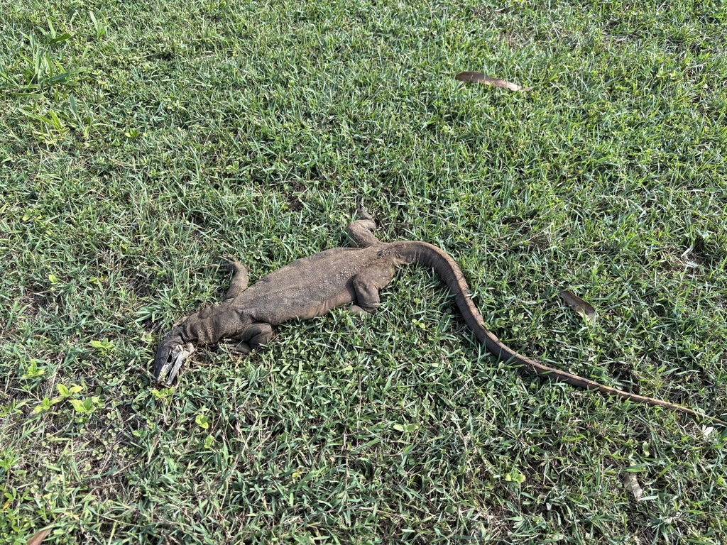 Eastern Argus Monitor from Donohue Dr, Agnes Water, QLD, AU on December ...