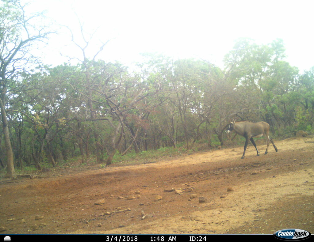 Western Roan Antelope from Rafai, Central African Republic on March 4 ...