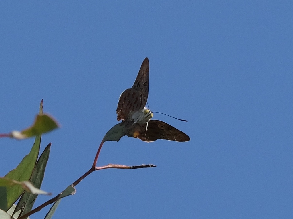 Hypochrysops delicia delicia from The Monk Tk, Chewton, VIC, AU on ...