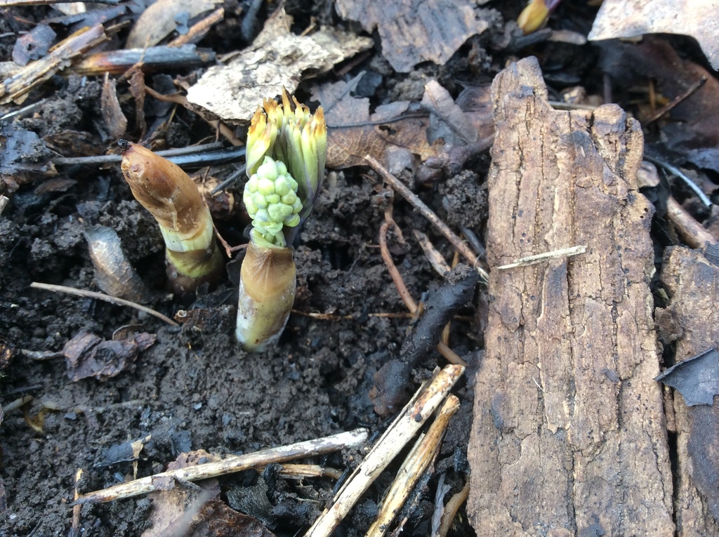 blue cohosh from Sag Quarries Forest Preserve, Lemont, IL, US on April ...